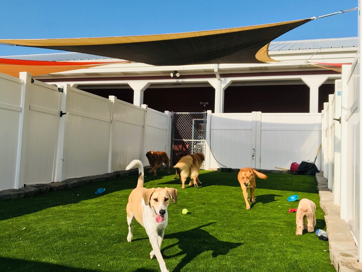 AST Ameripet Dogs Favorite Artificial Grass